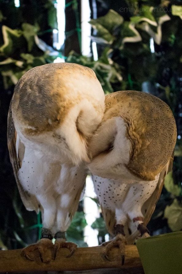 8 of the Best (and Craziest) Tokyo Themed Cafes