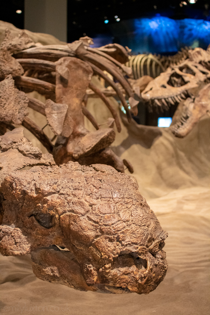 Alberta Road Trip Itinerary - Fossils, First Nations, and Frontiers